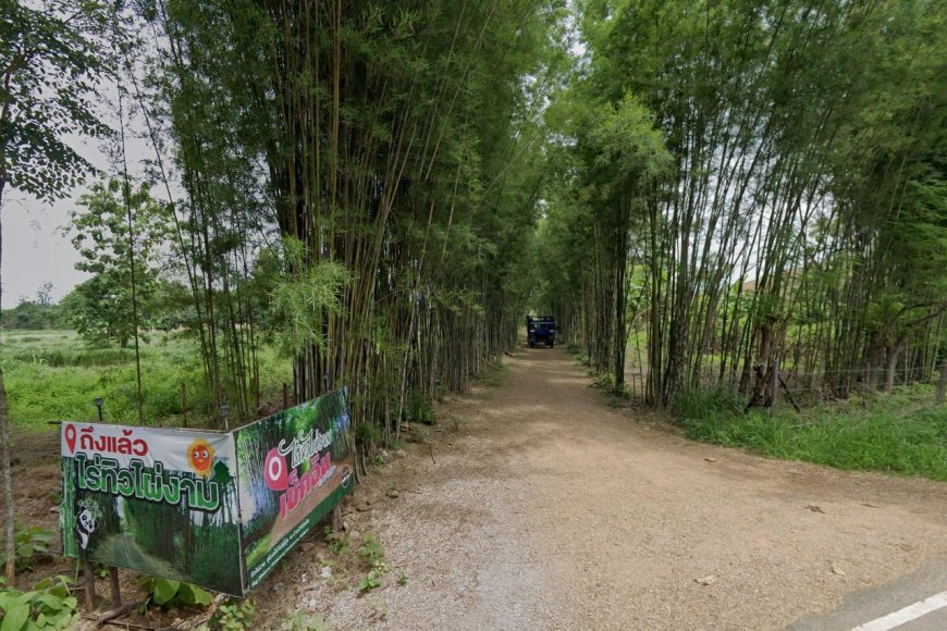 อุโมงค์ไม้ไผ่ ทิวไผ่งาม - Maesotdata